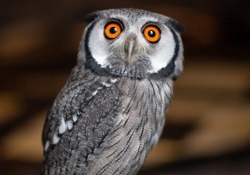 Flora and Fauna of Viking-age York | JORVIK Viking Centre