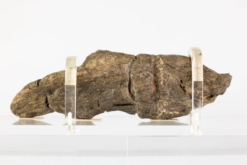 How did they live? | JORVIK Viking Centre